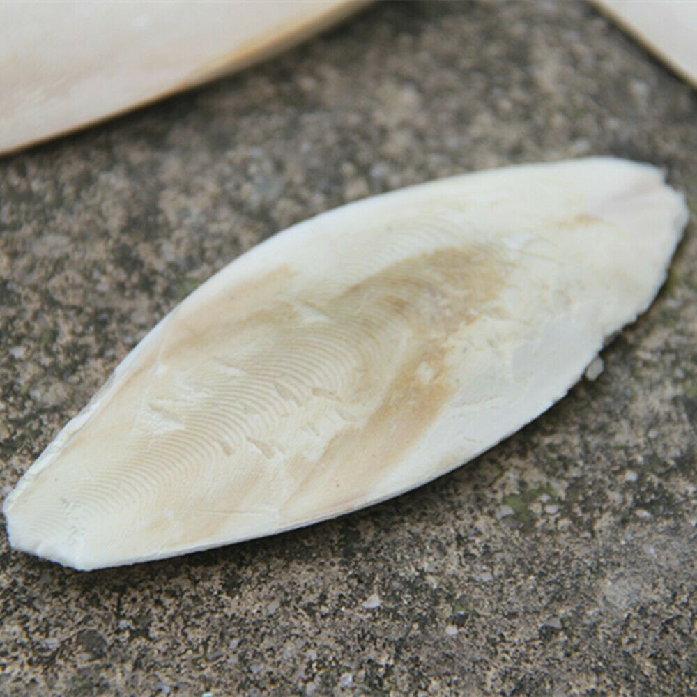 Calcium Chewing Cuddle Bone Bird Cuttlebone Cuttlefish Bone Bird Beak ...