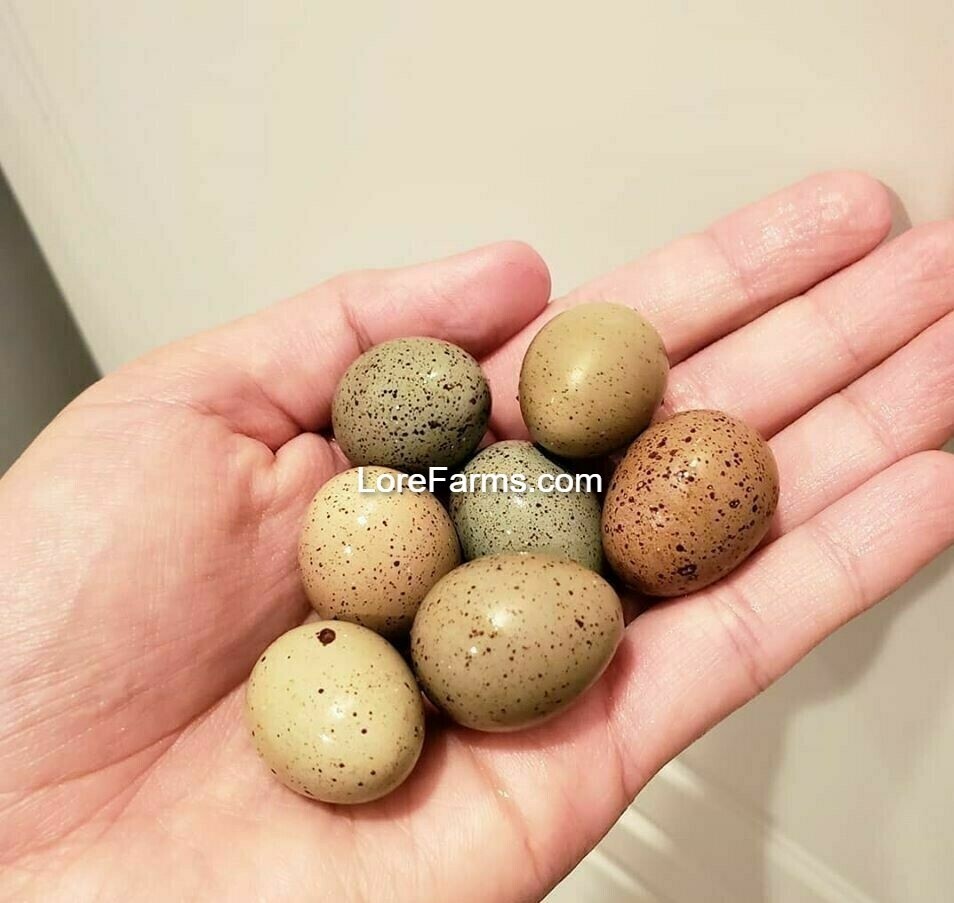 14 (+3ex) ️ LORE FARMS Unaltered Photos Button Quail Hatching Eggs ...