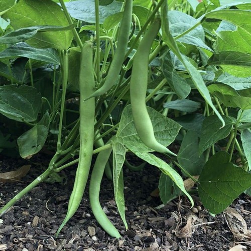 Improved Tendergreen Bean Seeds 50 Bush Stringless Green Vegetable