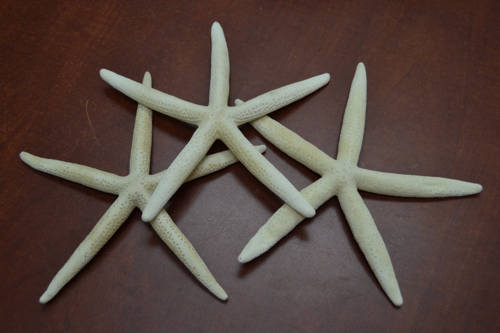 6 PCS BLEACHED WHITE PENCIL FINGER STARFISH STAR SEA SHELL 6" - 8" | eBay