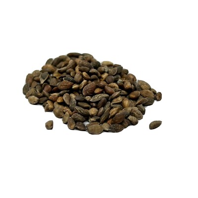 5,000+ Bulk Seeds Japanese Black Pine Bonsai Tree Seed Pack Pinus ...