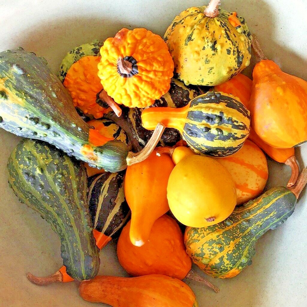 30+SMALL MIXED GOURDS Seeds Hard Shell Type Crafts Autumn Decoration ...