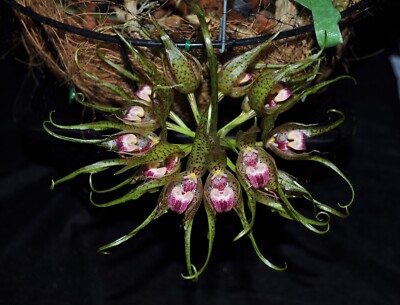 Bulbophyllum binnendijkii x Bulb. frostii vigorous new wild hybrid ...