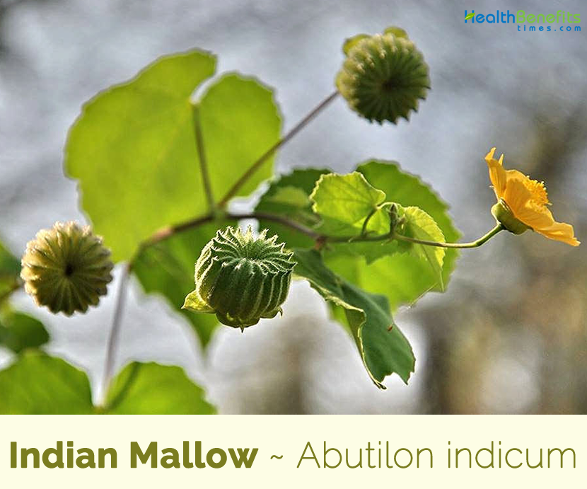 Indian Mallow Seeds Abutilon Indicum Medicinal Herb Plant seeds New ...