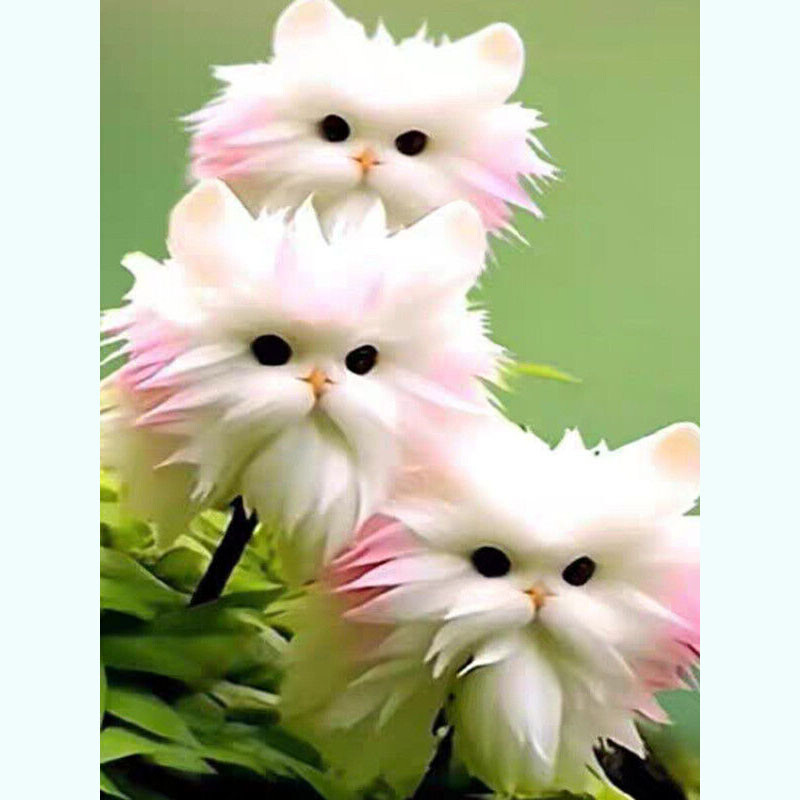 50Pcs Seeds Cute cat Face Orchid seed Bonsai Plants Flowers For Garden ...