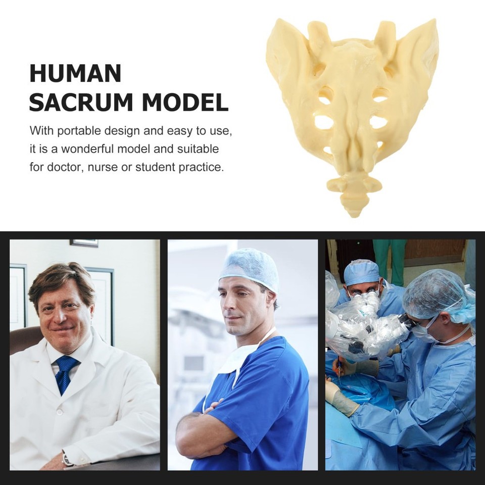 1Pc Sacrum Bone Anatomy Model Medical Sacrum Anatomical Model for ...