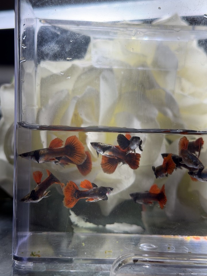 Platinum Dumbo Big Ear Red Tail Guppy ( 1 M, 2 F)– USA HOMEBRED PDERT ...