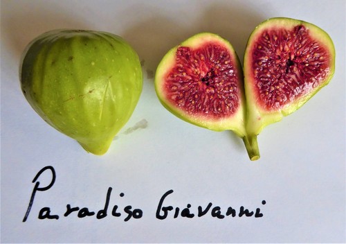 'Paradiso Giavanni' Fig Tree | eBay