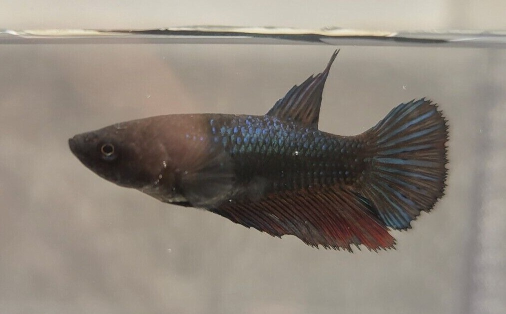 Live Female Betta Fish - Delta tail Red Black Blue | eBay