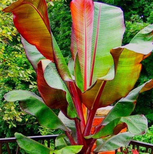 5 Red Abyssinian False Banana Plant Tree Seeds RARE | eBay