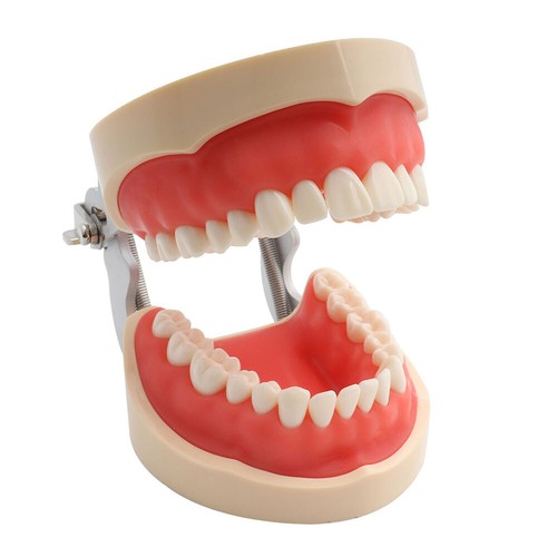 Adult 32 Teeth Removable Dental Teacthing Practice Preparation Tooth ...