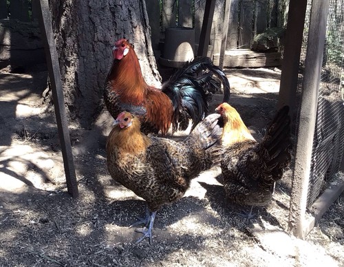 RARE PUREBRED Golden Deathlayer Chicken Hatching Eggs (10+) | eBay