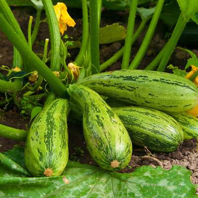 Caserta Zucchini Squash Seeds 15 Ct Summer Curcurbito Pepo Vegetable ...