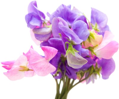 Duftwicke Lathyrus Odoratus Duftende Platterbse Sweet Pea 10 Samen ...
