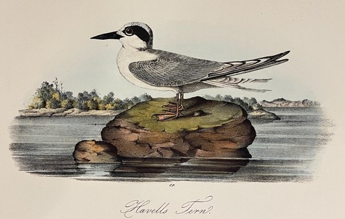 Audubon Havells Tern Pl 434 Birds Of America 2nd Edition Royal Octavo ...