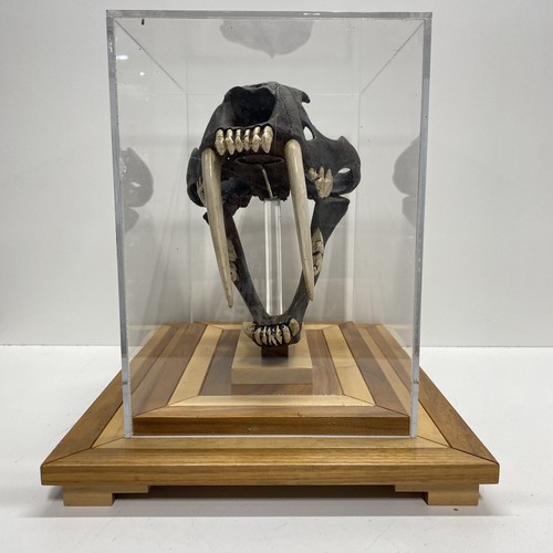 Sabretooth Tiger Skull Sculpture-SOLD AS IS | eBay
