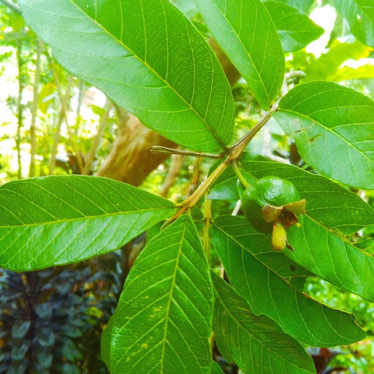 Psidium Guajava Leaves