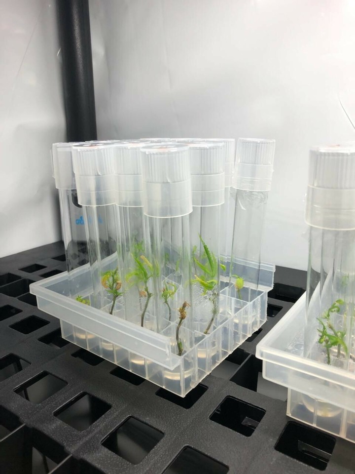 Complete Tissue Culture Kit Microclone Cloning Micropropagation ...