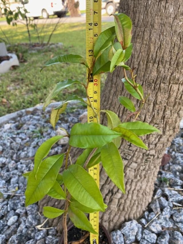 PURPLE STAR APPLE SEEDLING FROM 12 TO 14" TALL (CHRYSOPHYLLUM CAINITO ...