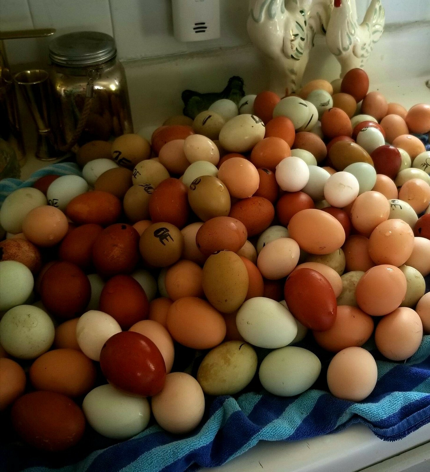 12 Fertile Hatching Eggs - Assorted Barnyard mix. CEMANI POSSIBLE *RARE ...