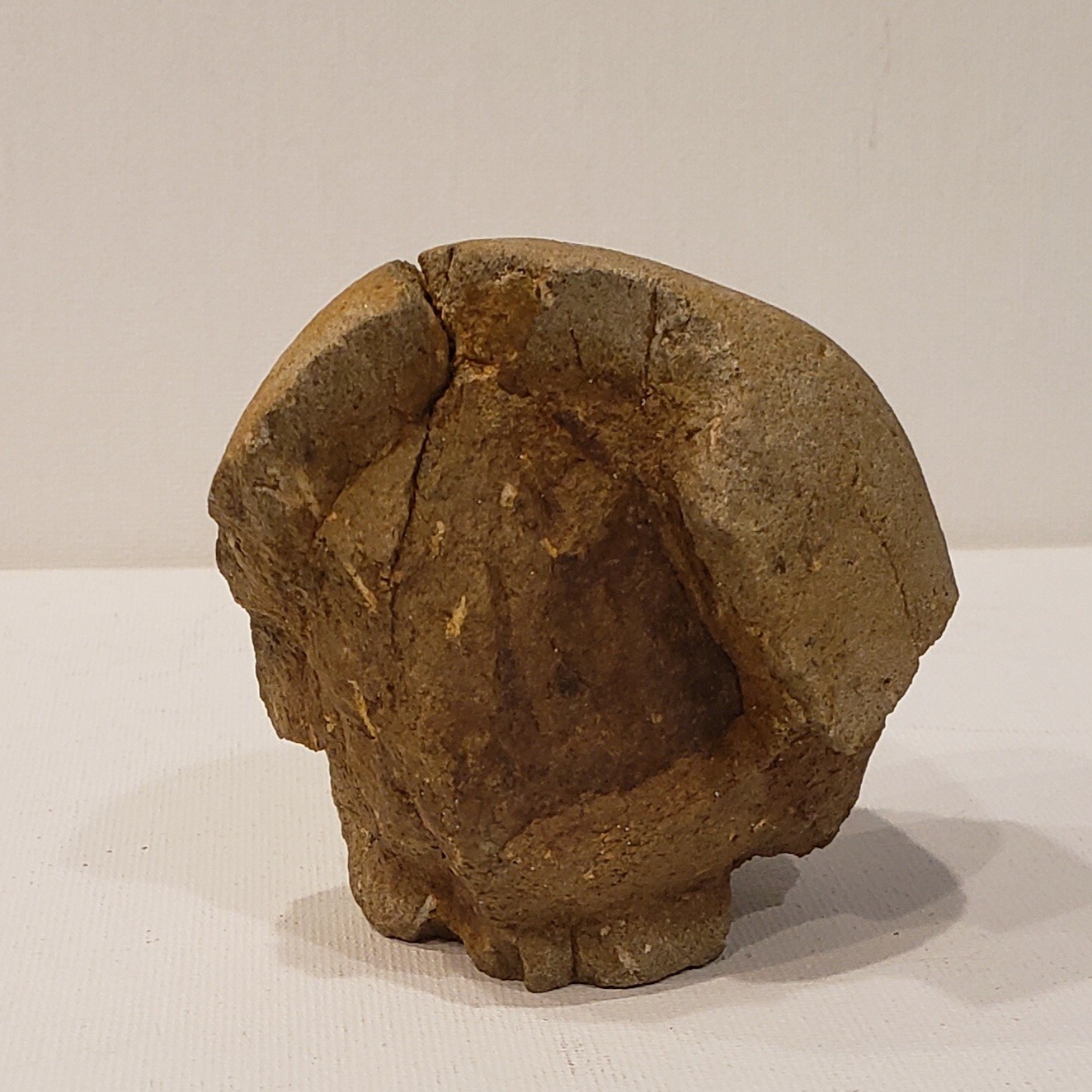 Prehistoric Fossilized California Avocado | eBay