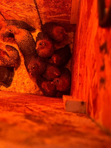 Golden Deathlayer Hatching Eggs (10++) Purebred next day air | eBay