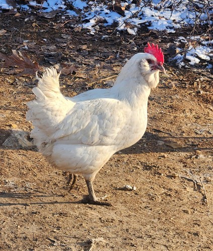 10+ Easter Egger Hatching Eggs | eBay