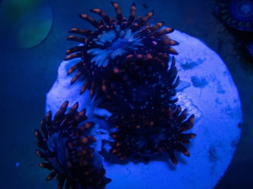 Coral Frag Pack Rainbow Infusion / Utter Chaos / Sunny D etc. Zoas ...