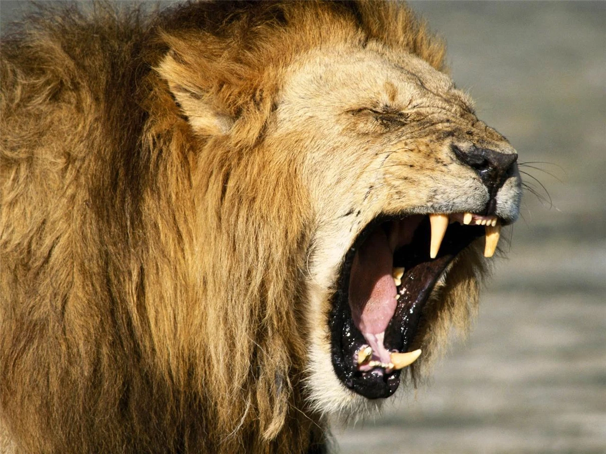 Angry Lion Photos