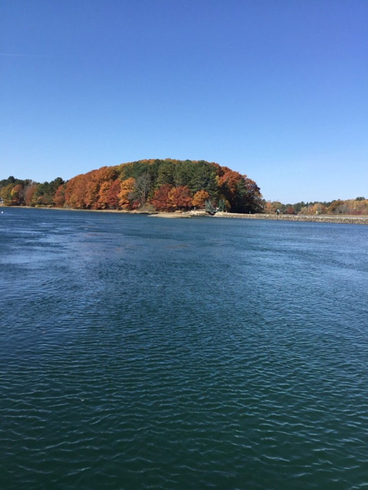10 Slash Pine Cones 3” Wood Baskets, Bowl Fillers | eBay