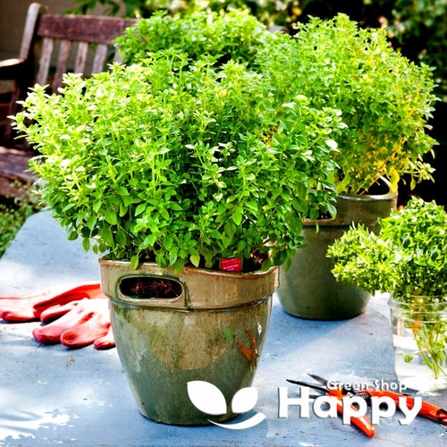 HERB - DWARF COMPACT BASIL - MINETTE - 500 SEEDS - Small Leaved ...