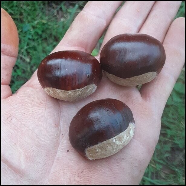 American Chestnut Nut