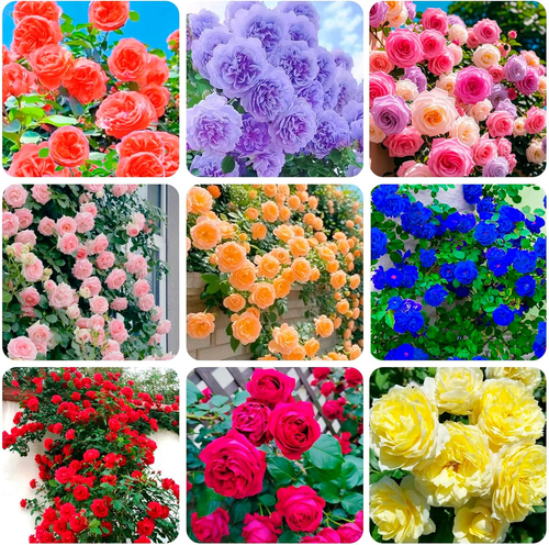 300+Mixed Climbing Rose Rosa Seeds for Planting Outdoors -Heirloom ...