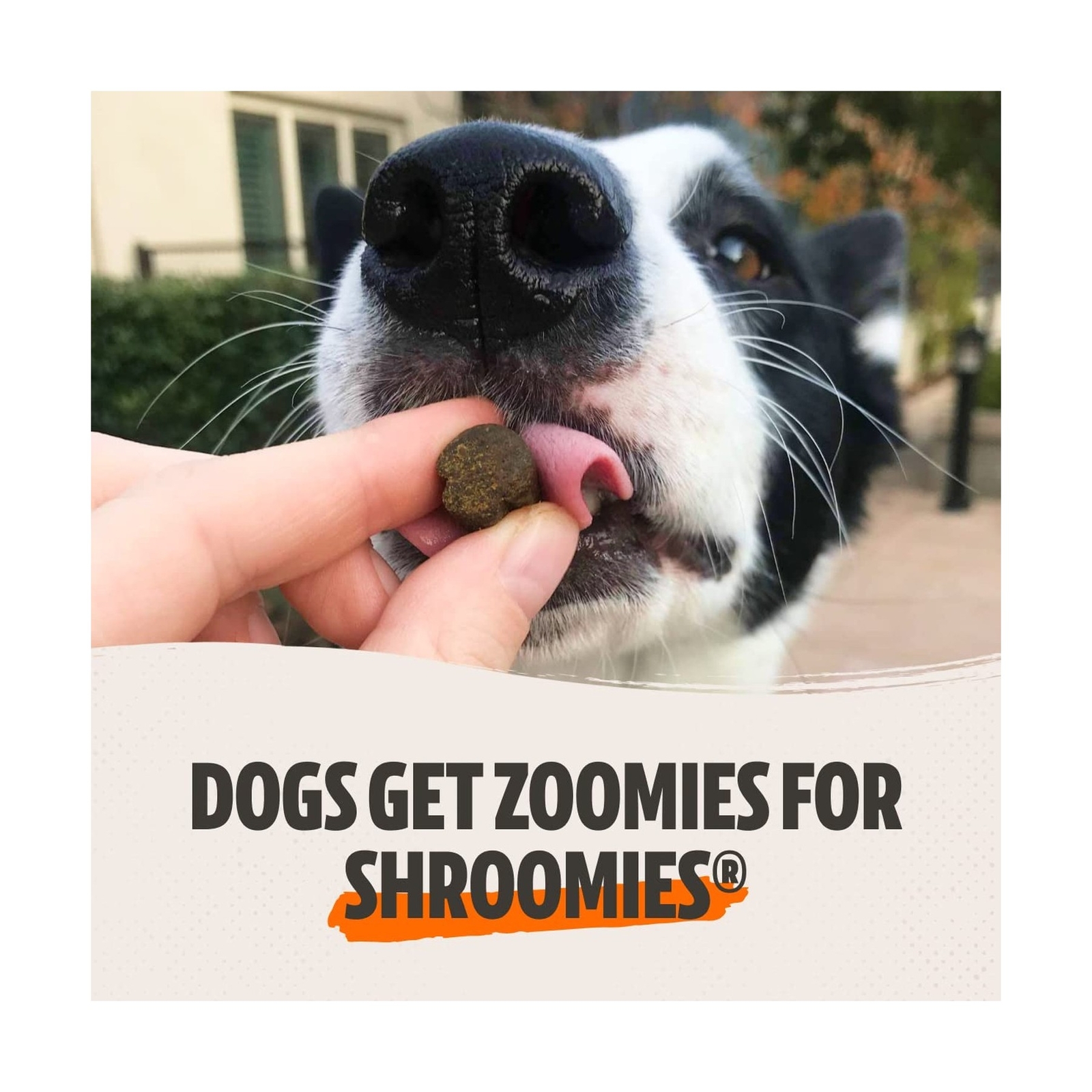 Shroomies - Organic Mushroom Complex for Dogs - Turkey Tail, Lions Mane ...