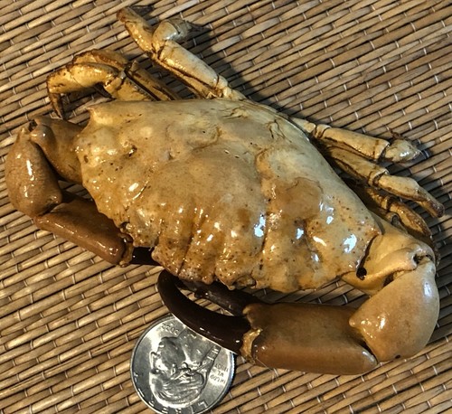 SEA CRAB - DRIED & PRESERVED - 4" X 2-1/2" - COLLECTION OR CRAFTS | eBay