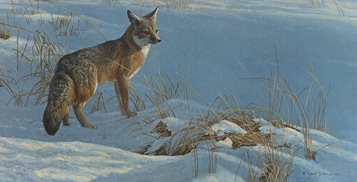 Robert Bateman - Swift Fox -950 S/N - Paper Size 15-1/2"x 24-1/2" | eBay