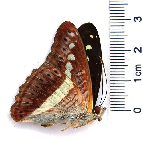 COLLECTION folded unmounted butterfly nymphalidae sumalia daraxa CHINA #1 | eBay