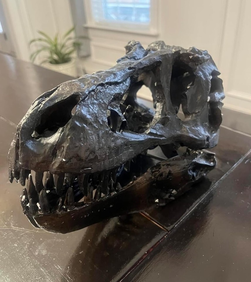 Realistic T-Rex Dinosaur Skull High Definition 1:10 Resin Replica With ...