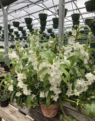 Nobile Dendrobium ‘Spring Valkyrie’ Rooted Stem | eBay