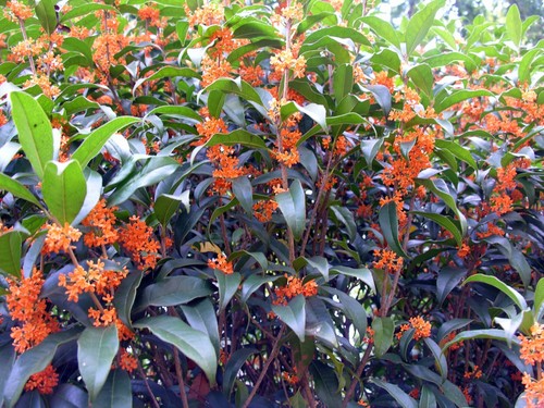 ~APRICOT ECHO~Fragrant Tea Sweet Olive Osmanthus fragrans~rooted ...