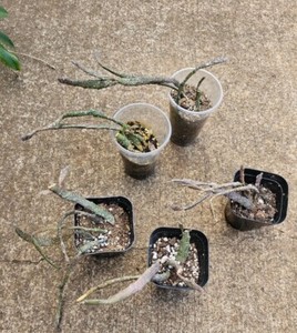 Mila's Succulent Garden and Stuff | eBay Stores