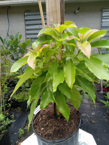 GRAFTED AVOCADO - MARIA BLACK VARIETY - CHOQUETTE ROOTSTOCK - 38" TALL ...