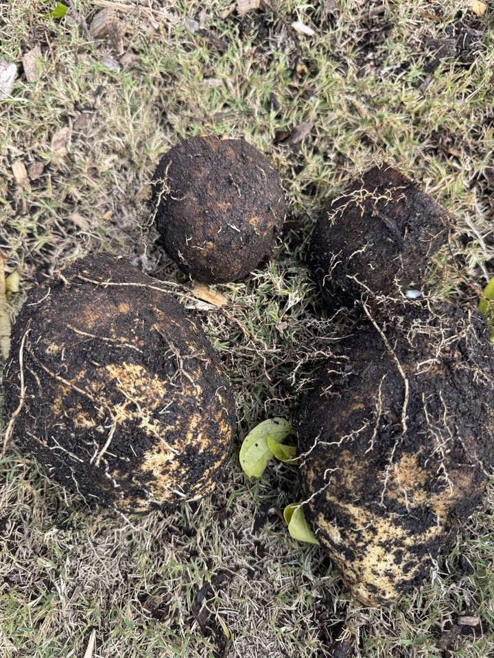 Dioscorea Alata White Name Yam Bulbil – Rare Edible | Grown in My ...