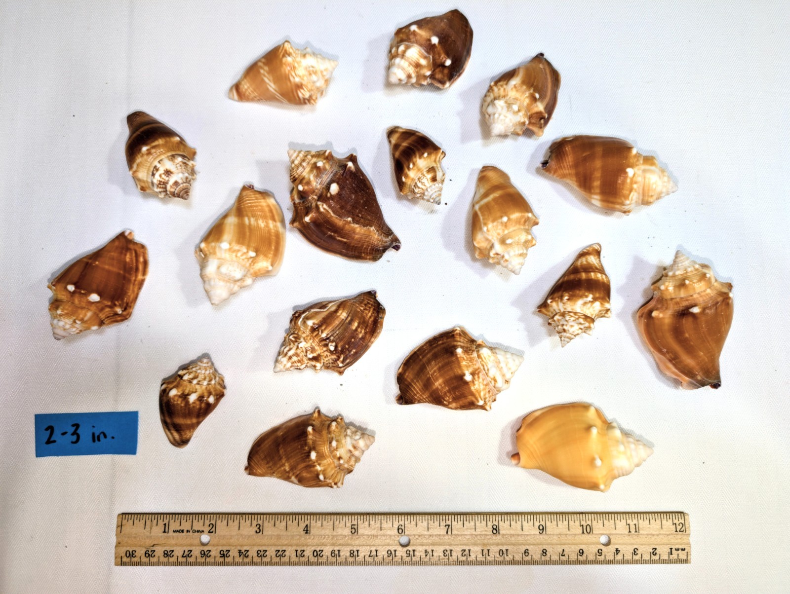 Natural beauty! Aquarium safe Florida fighting conch shells, 2 to 3 ...