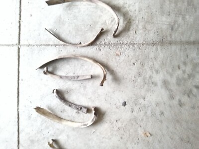 rib pack includes 19 rib bones from deer of different sizes | eBay