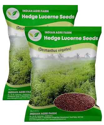 Hedge Lucerne-Velimasal-Desmanthus Fodder 2 Kg Multicut for Fodder Cult ...