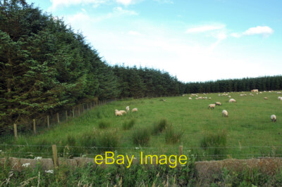 Photo 6x4 Sheep in the field next to Hoy Farm Bower c2010 | eBay UK