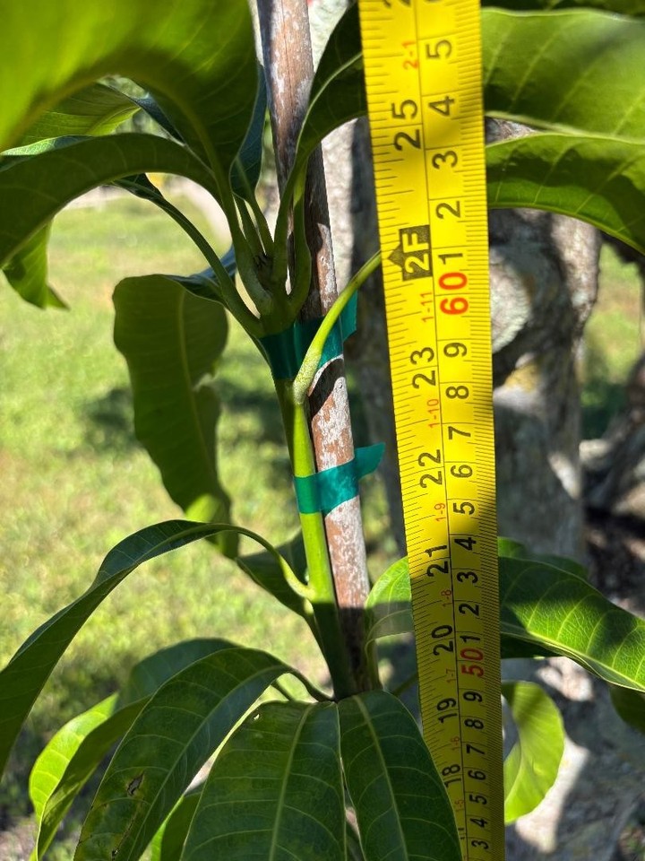 HARVEST MOON GRAFTED MANGO TREE ~ 15 MO'S OLD (EDWARD X CARRIE ...