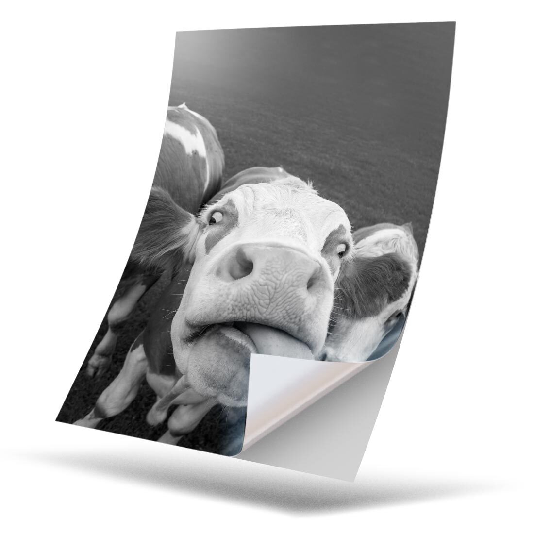 1 x Vinyl Sticker A4 - BW - Cow Cattle Animals Farmer #35204 | eBay UK