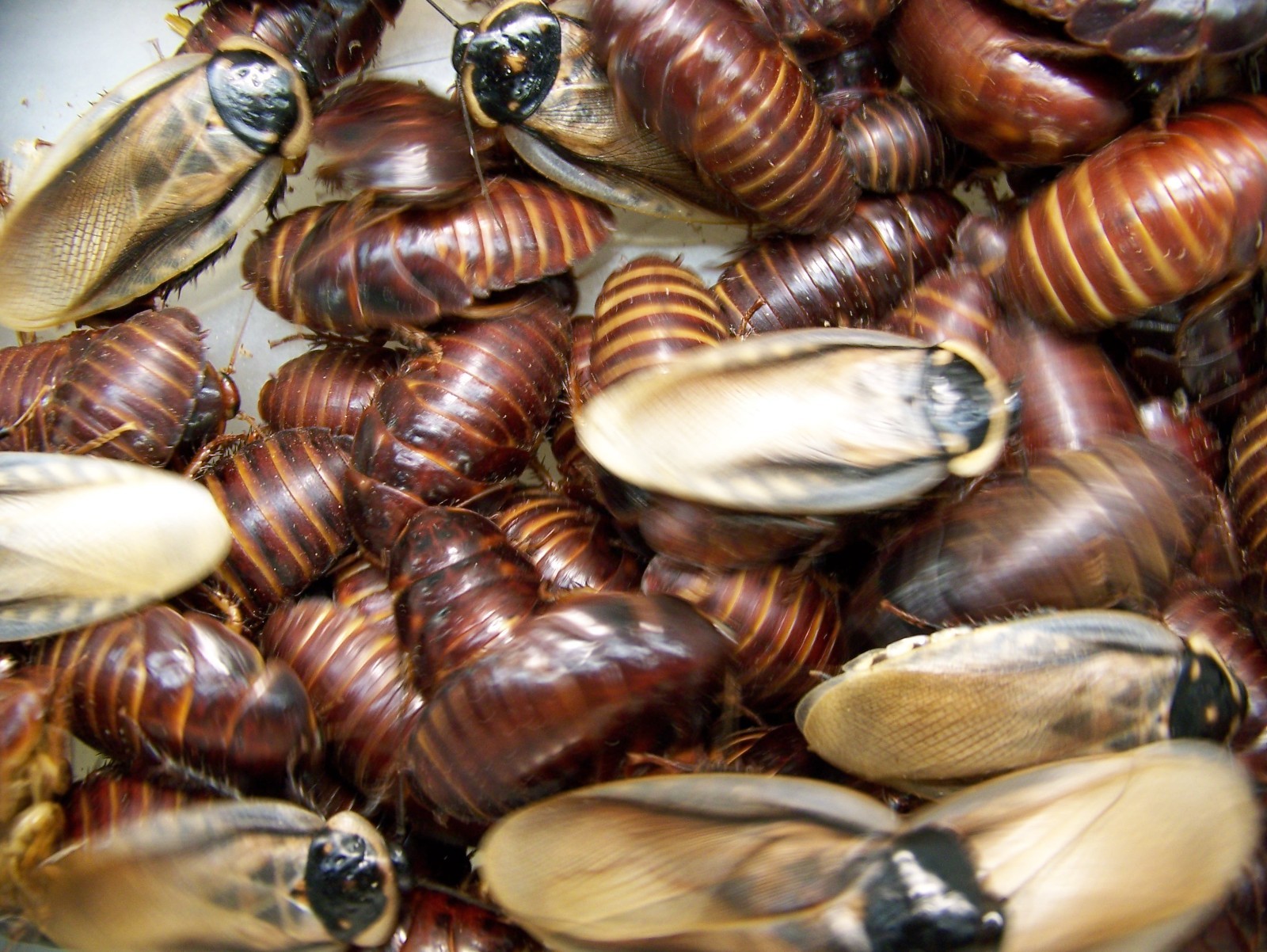 100 LG-XLG Eublaberus "Pantanal" dubia alturnative,Insect,Bearded ...